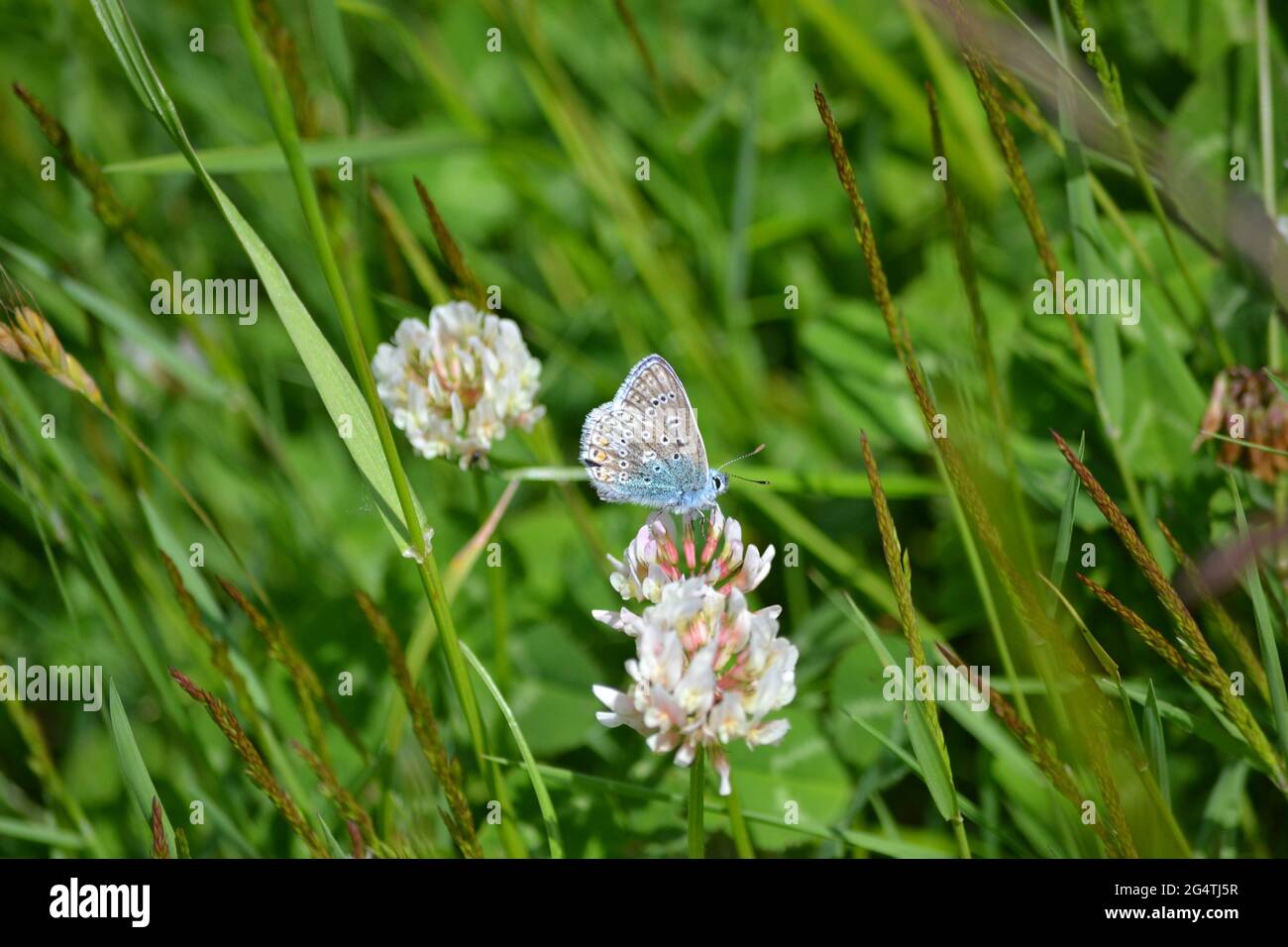 The adonis blue butterfly hi-res stock photography and images - Alamy