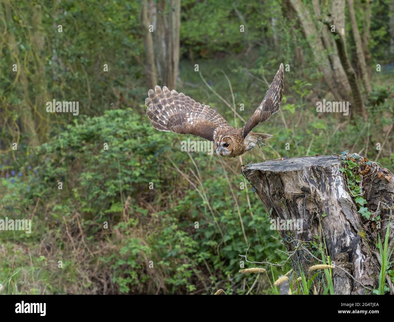 Tawny Owl in Flight Stock Photo - Alamy