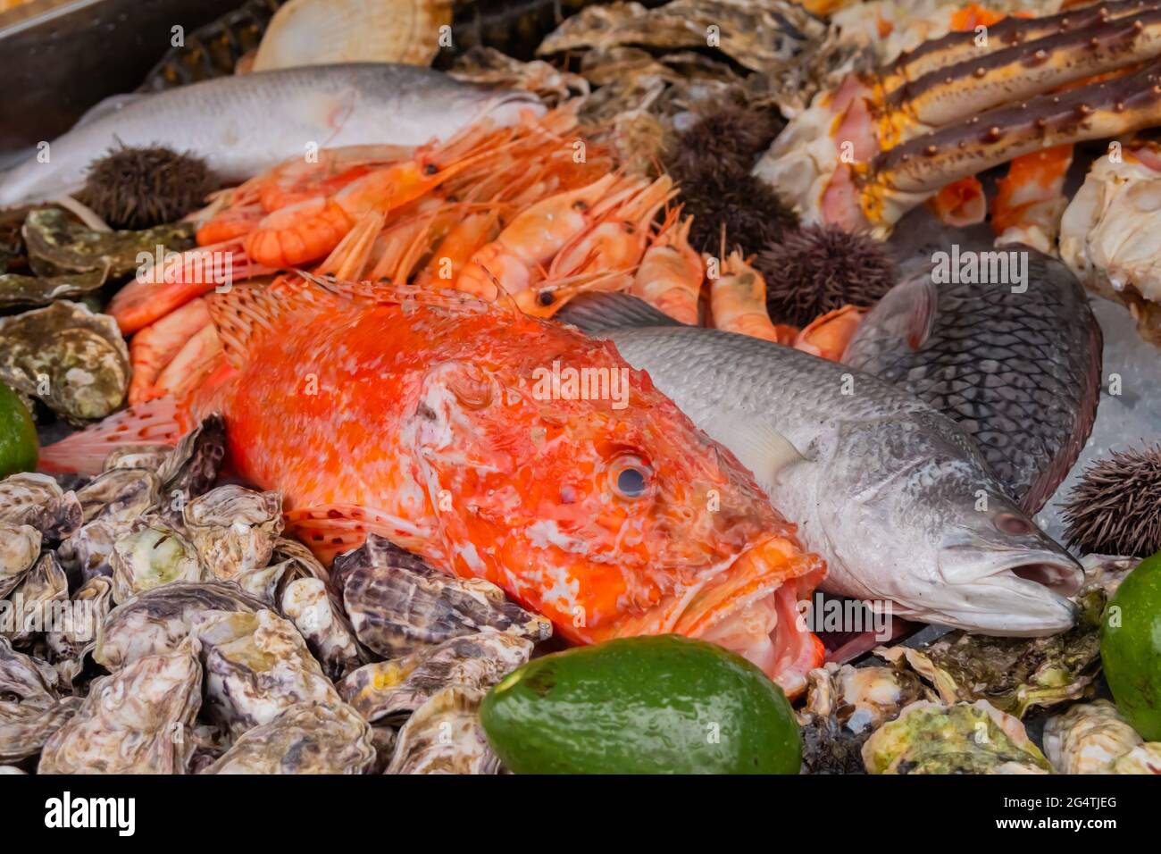Red sea bass, sea urchin, shrimp, oyster, crab, avocado, trout fish on ...