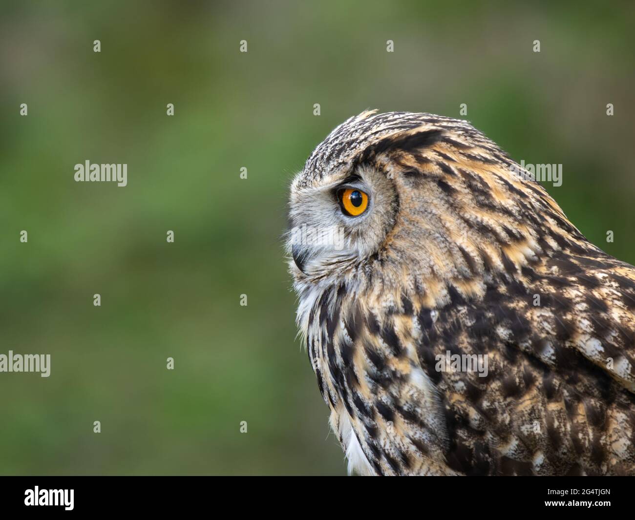 Close-up of Eagle Owl Head Stock Photo - Alamy