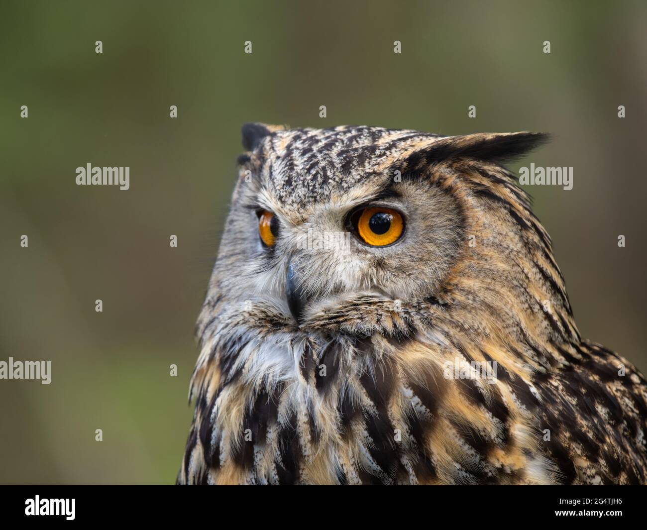 Close-up of Eagle Owl Head Stock Photo - Alamy