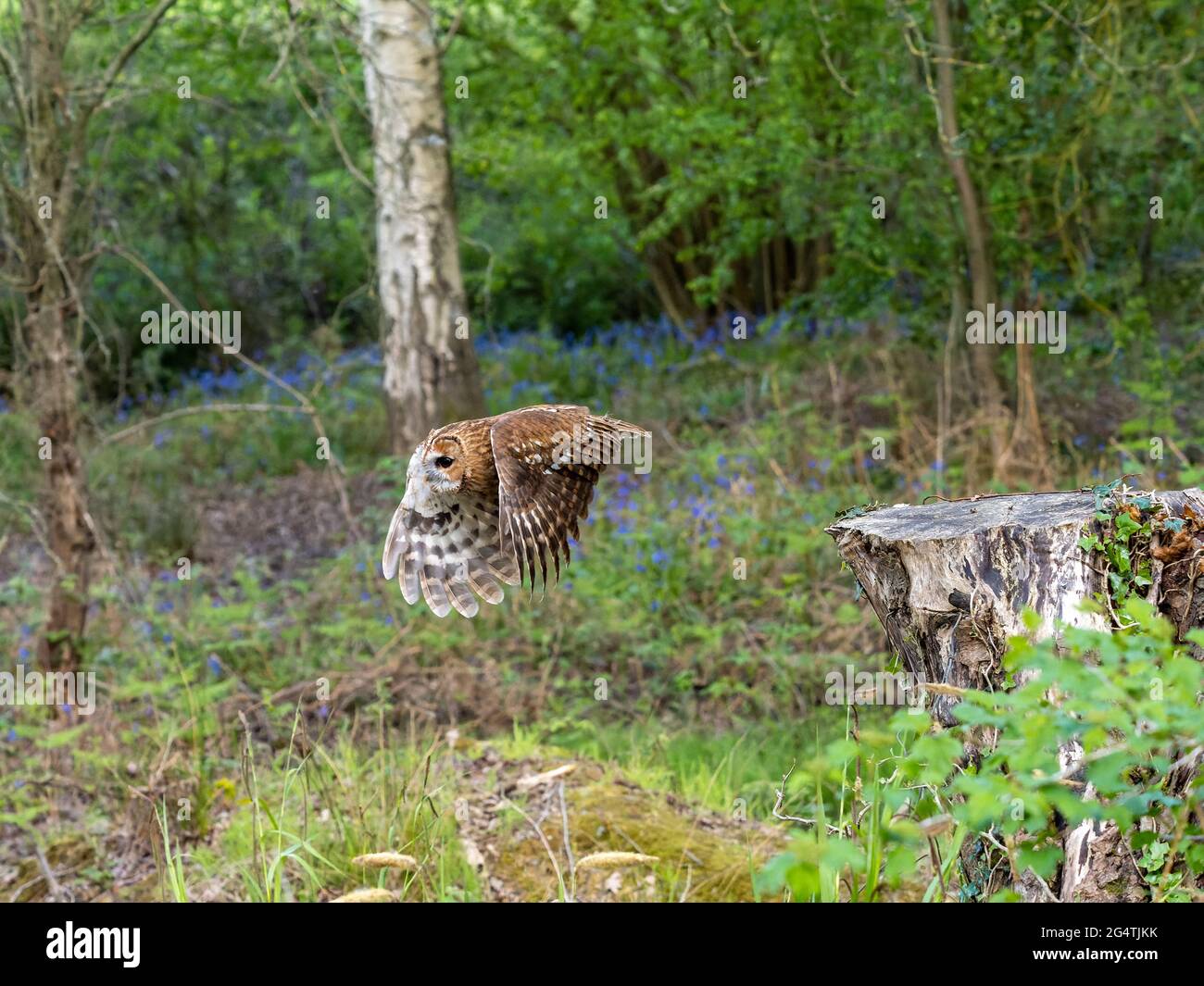 Tawny Owl in Flight Stock Photo - Alamy