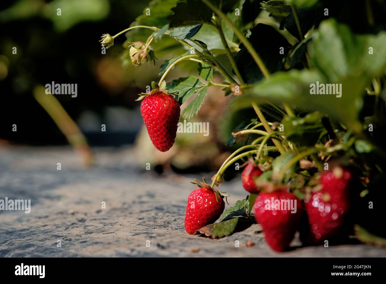 Selective focus shot of ripe strawberries on a bush Stock Photo - Alamy