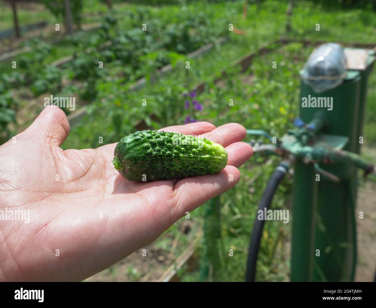 Open palm with a small young cute cucumber lying in a woman's hand ...