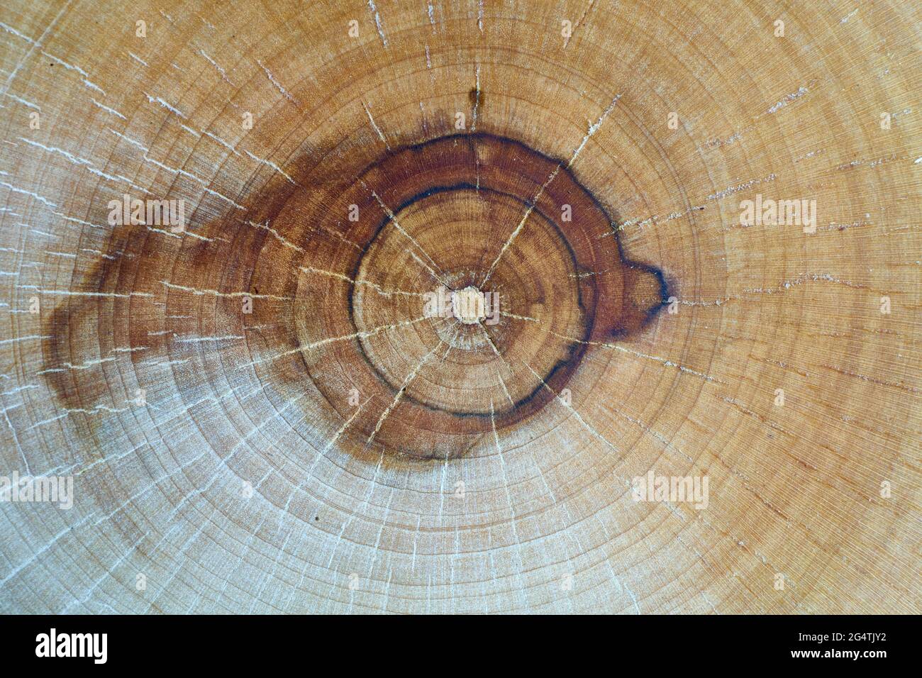 beautiful drawing of the tree trunk grain Stock Photo - Alamy