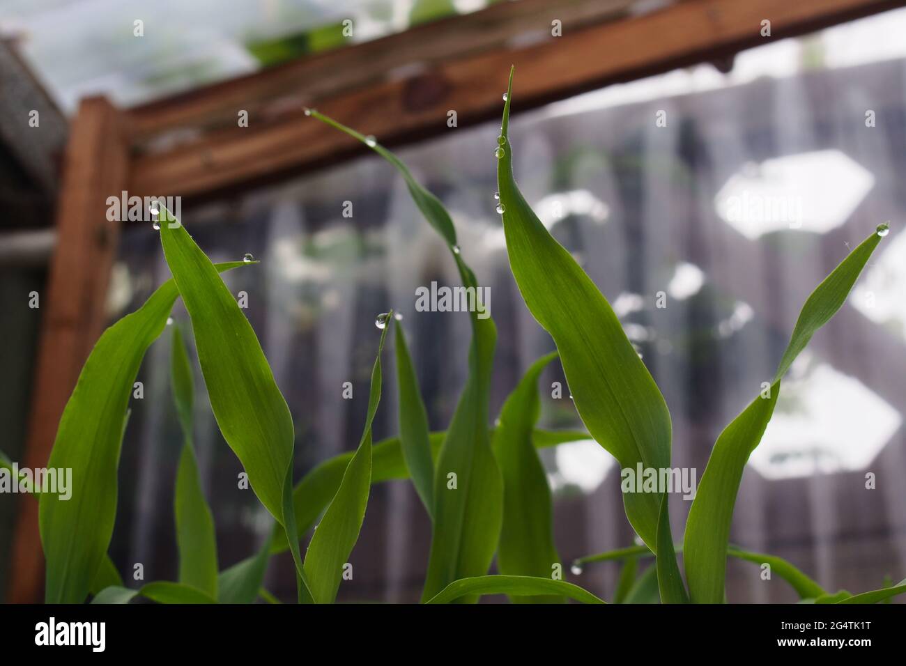 Guttation Leaves High Resolution Stock Photography and Images - Alamy