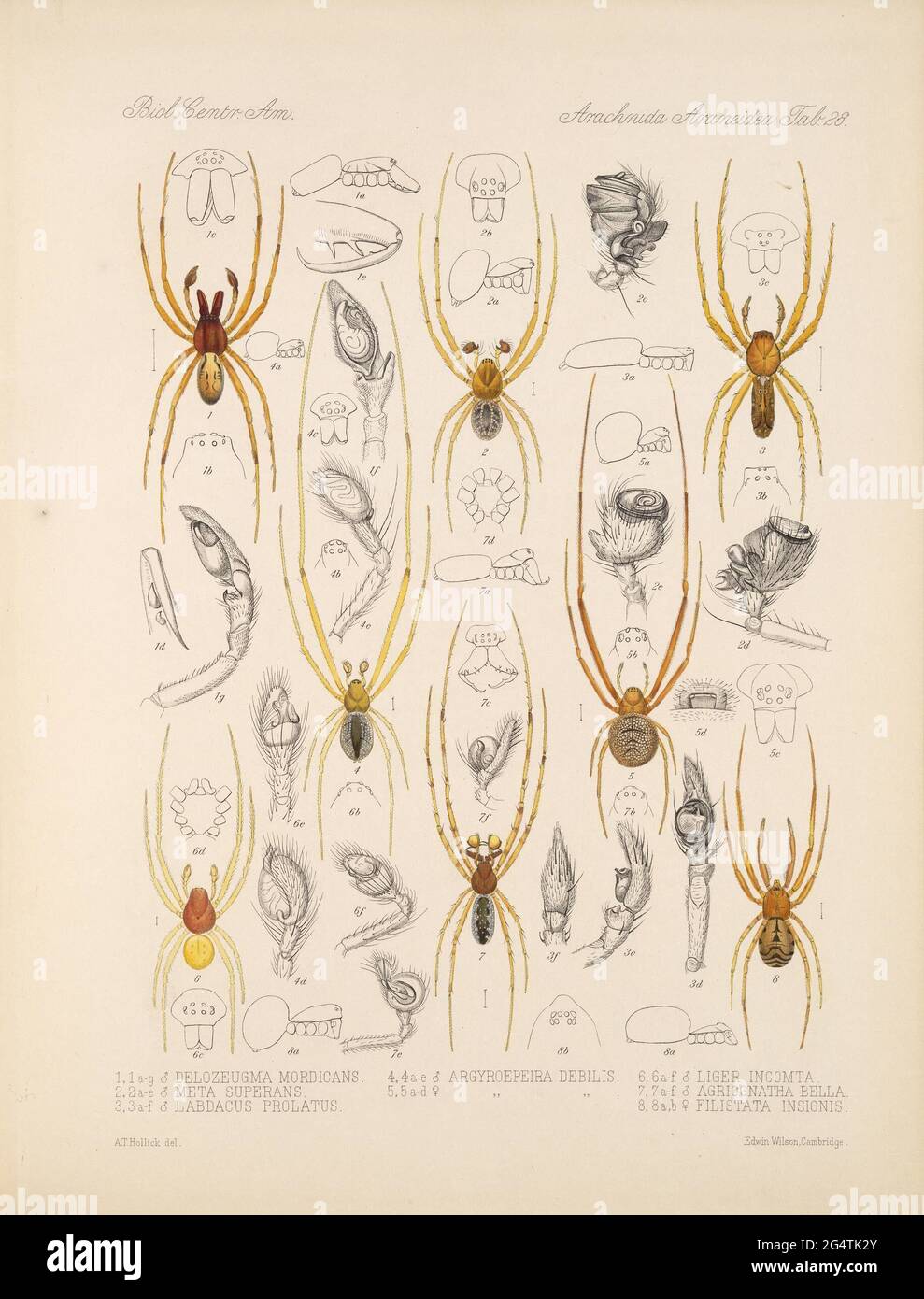 Panini flower hi-res stock photography and images - Alamy