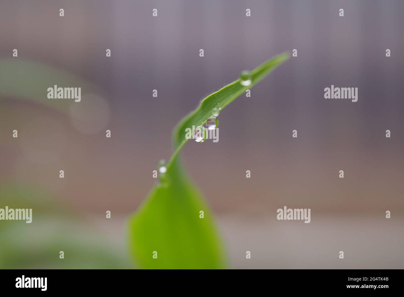 Guttation leaves hi-res stock photography and images - Alamy
