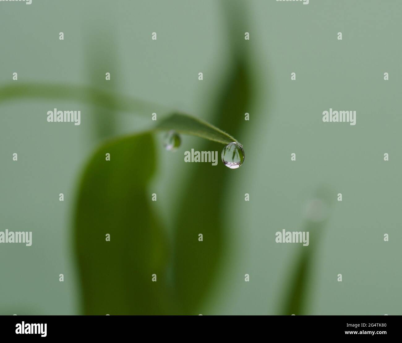 Guttation hi-res stock photography and images - Alamy
