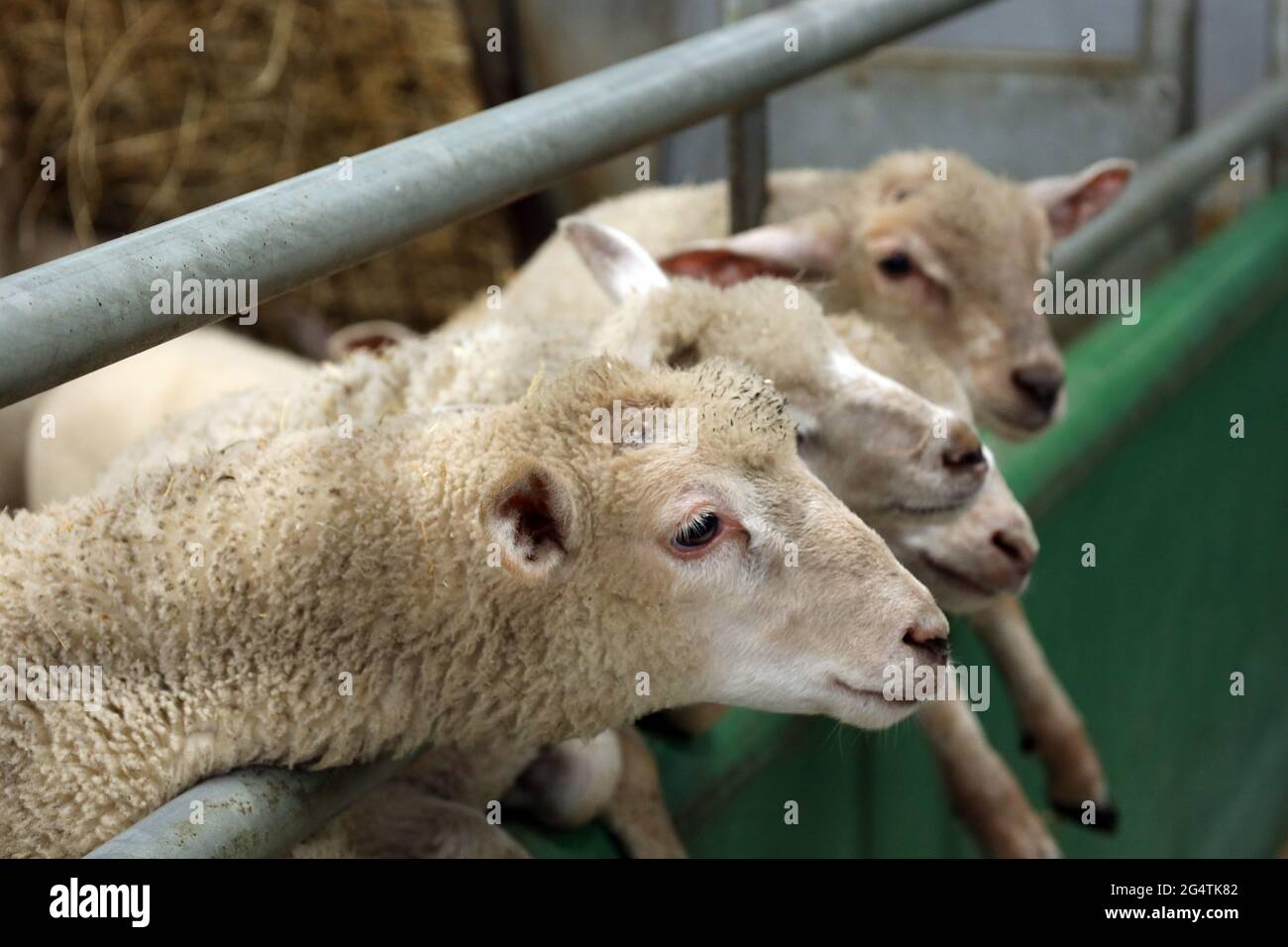 Farm enclosure zoo hi-res stock photography and images - Alamy
