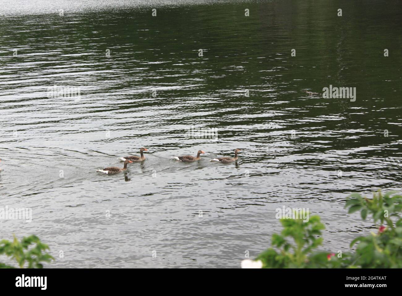 water birds floating in the sea - Lysaker Stock Photo - Alamy