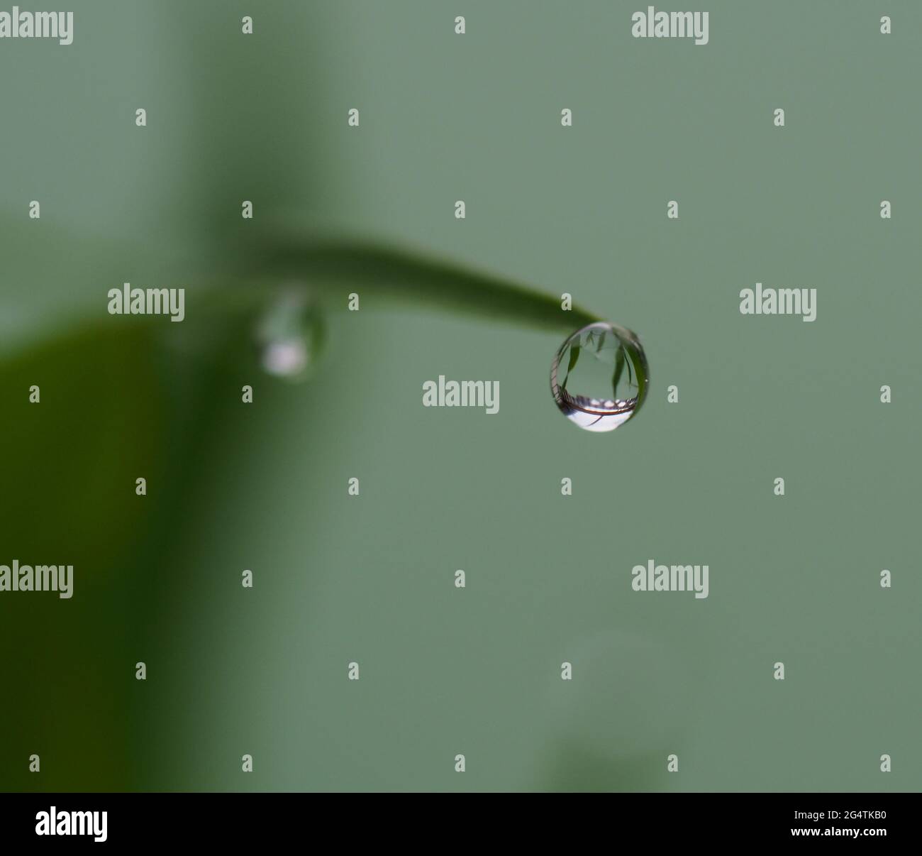 Guttation Leaves High Resolution Stock Photography and Images - Alamy