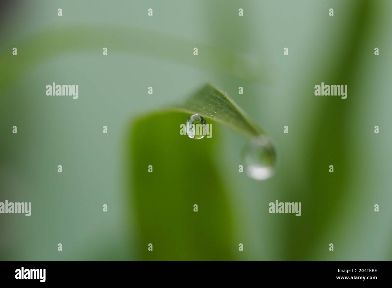 A close up of droplets of water on young sweetcorn plants which have ...
