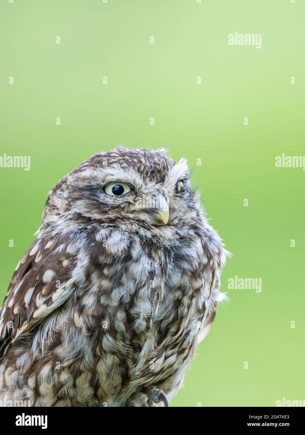 Athenas Owl Bubo