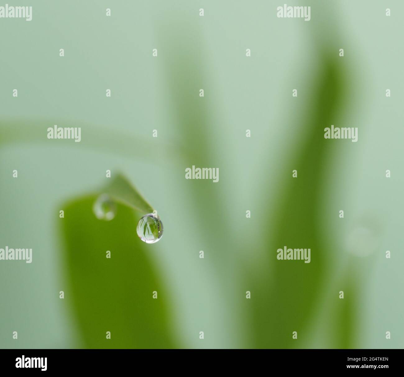 Guttation hi-res stock photography and images - Alamy