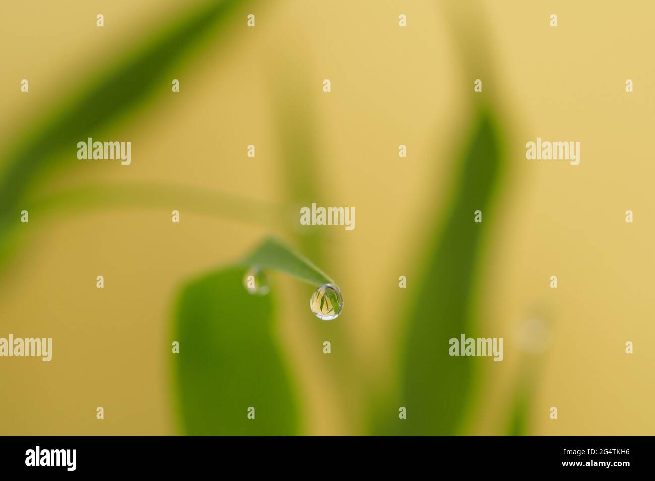 Guttation hi-res stock photography and images - Alamy