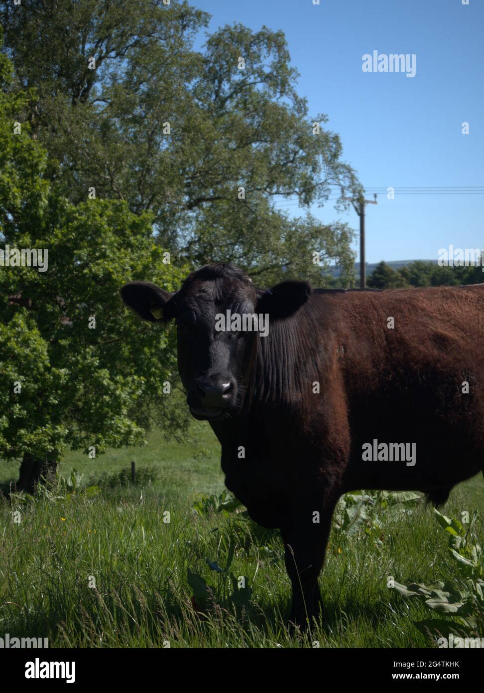 Young Black Bullock watching the rest of the herd Stock Photo - Alamy