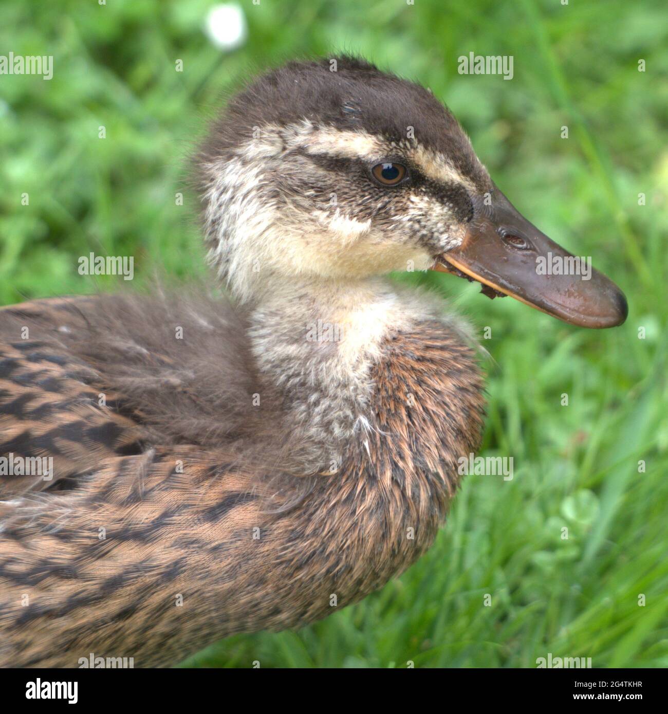 Duckling waddling in the grass hi-res stock photography and images - Alamy