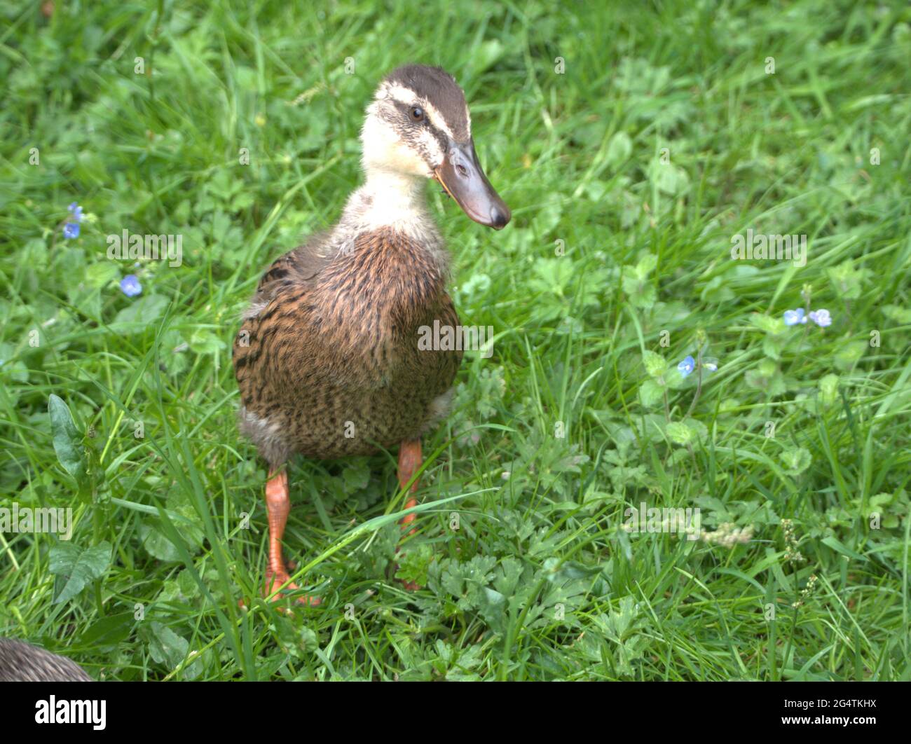 Young Duckling in the long grass watching its mum Stock Photo - Alamy