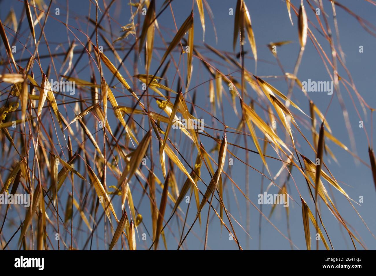 Needlegrass hi-res stock photography and images - Alamy