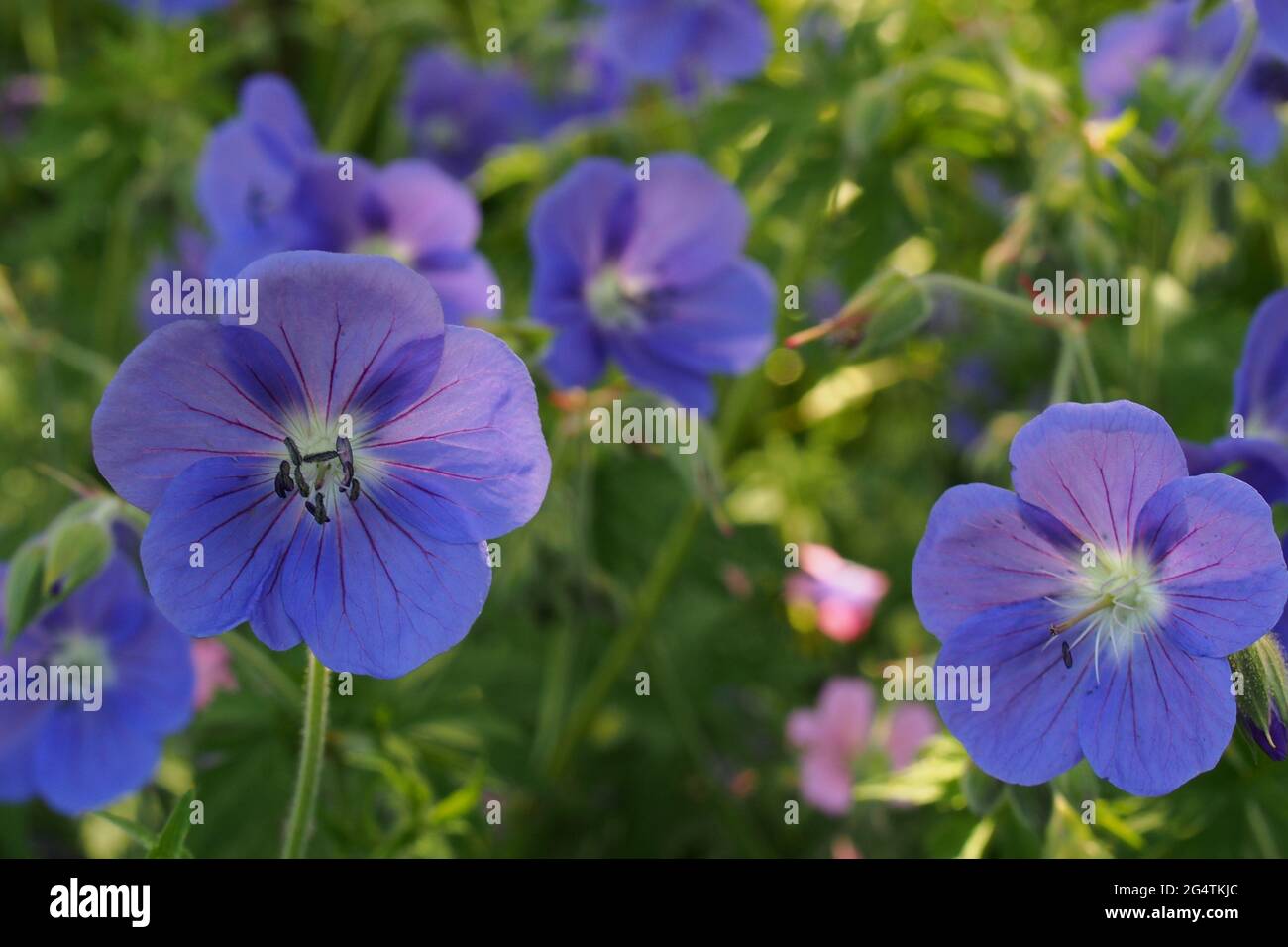 Close up of blue perennial Geraniums showing the stamens and patterns ...