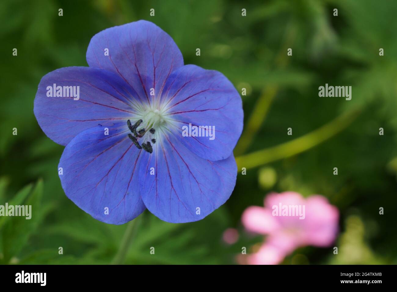Close up of a blue perennial Geranium showing the stamens and pattern ...