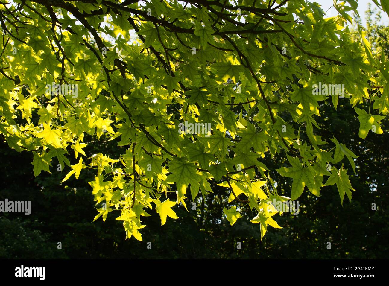 A view looking up under a Japanese Maple, Acer Palmatum, tree back lit ...