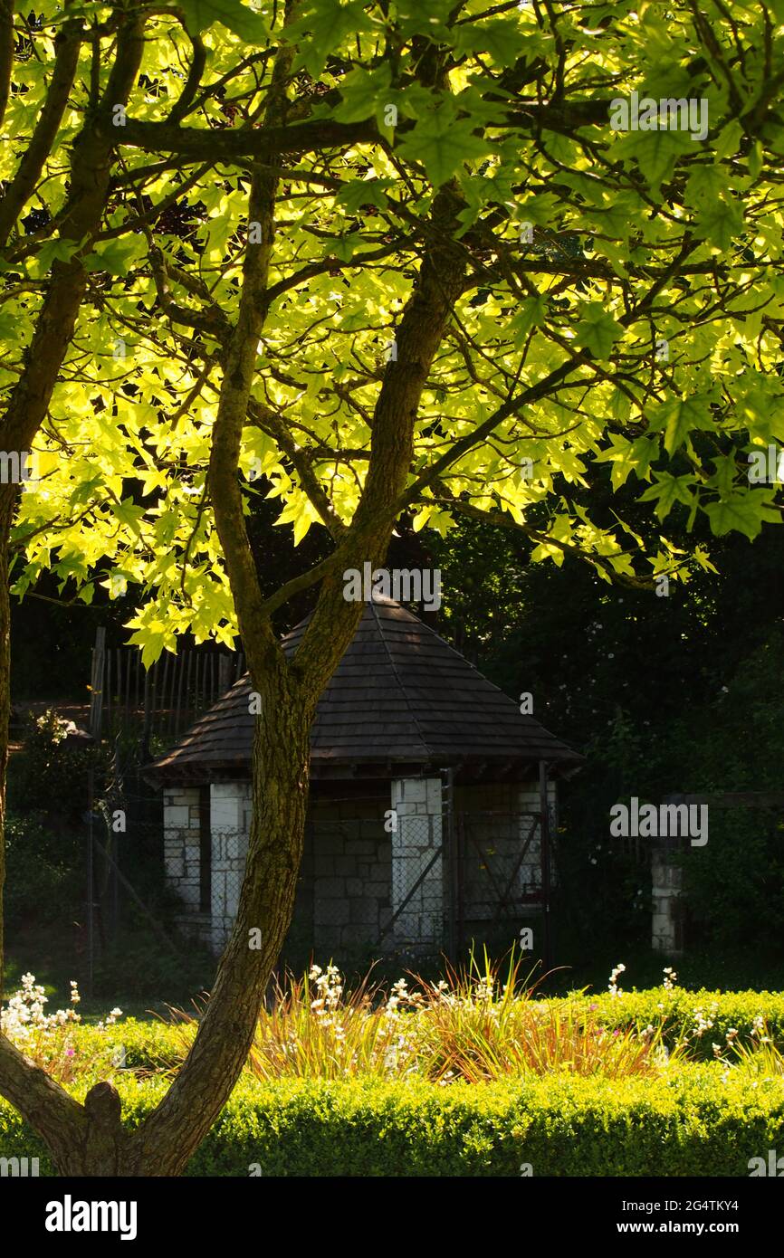 A view looking up under a Japanese Maple, Acer Palmatum, tree back lit ...