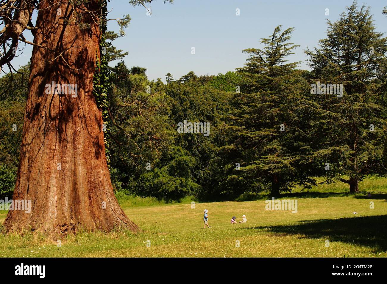 A view of three young children playing near the base of a Giant Redwood ...