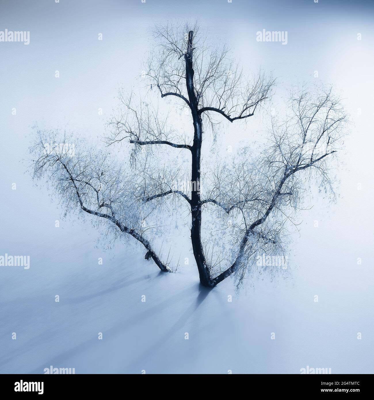 Frozen bold tree in the snow in the winter Stock Photo - Alamy