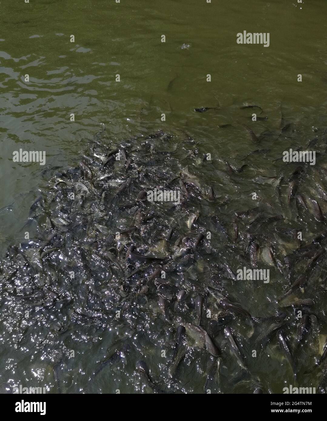 Mossy coral hi-res stock photography and images - Alamy