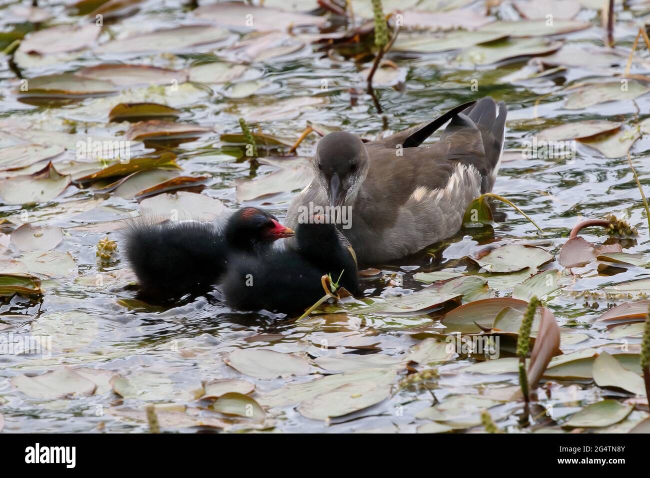 A juvenile Moorhen (Gallinula Chloropus) caring for it's younger ...