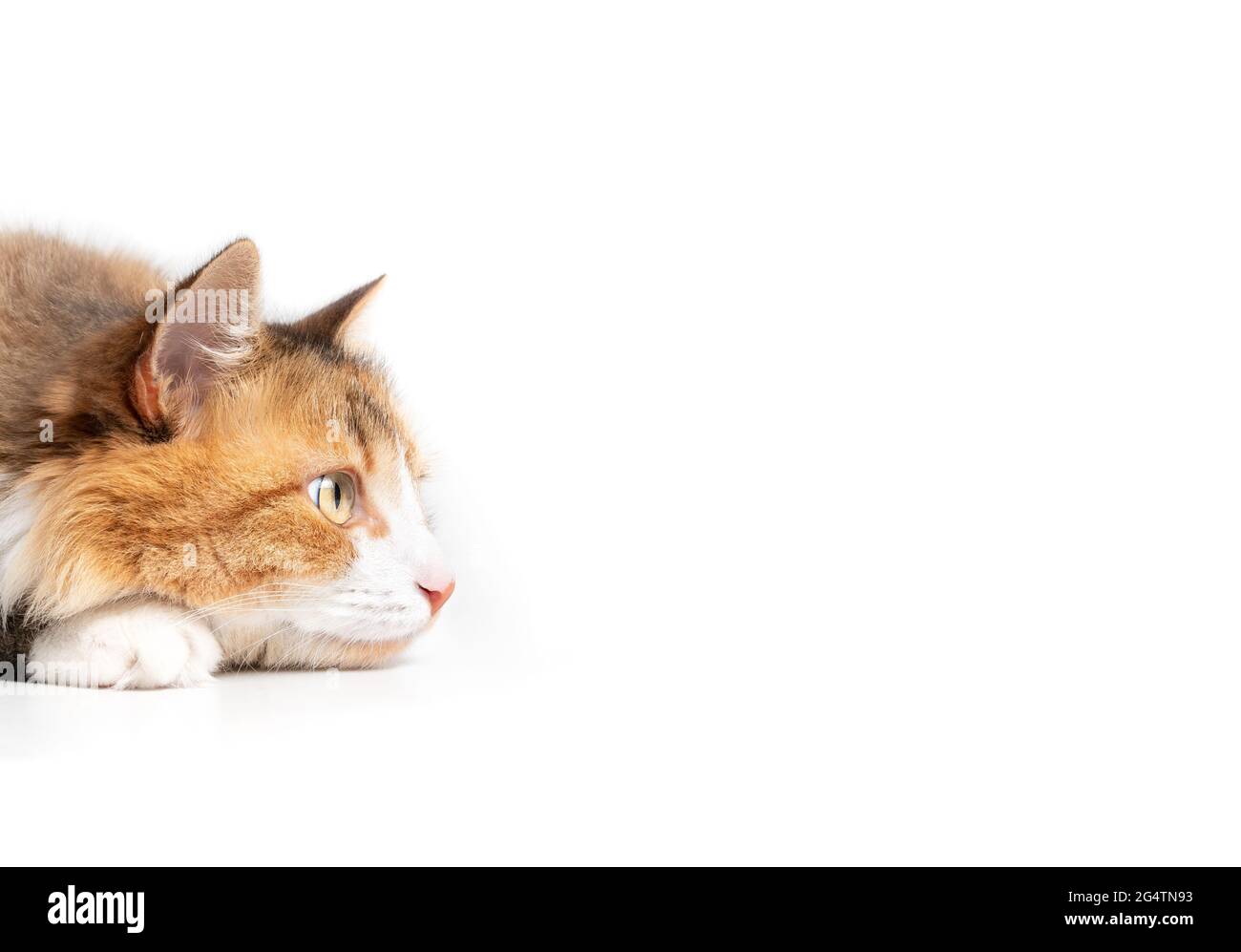 Cat Looking Sideways
