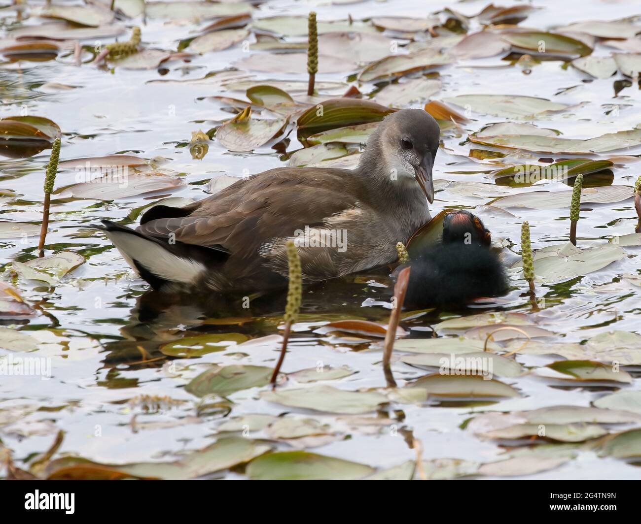 A juvenile Moorhen (Gallinula Chloropus) caring for it's younger ...