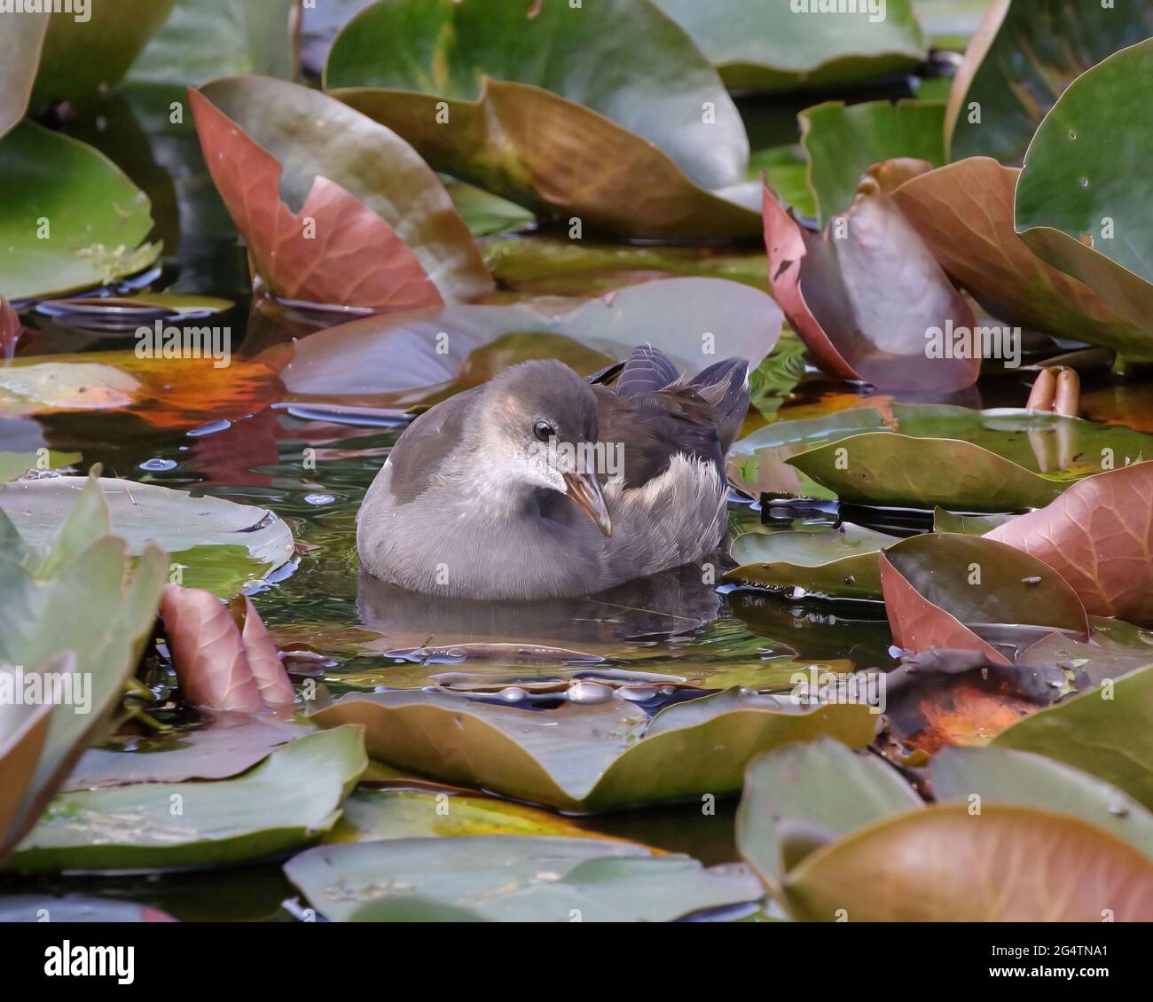 Juvenile moorhen uk hi-res stock photography and images - Alamy