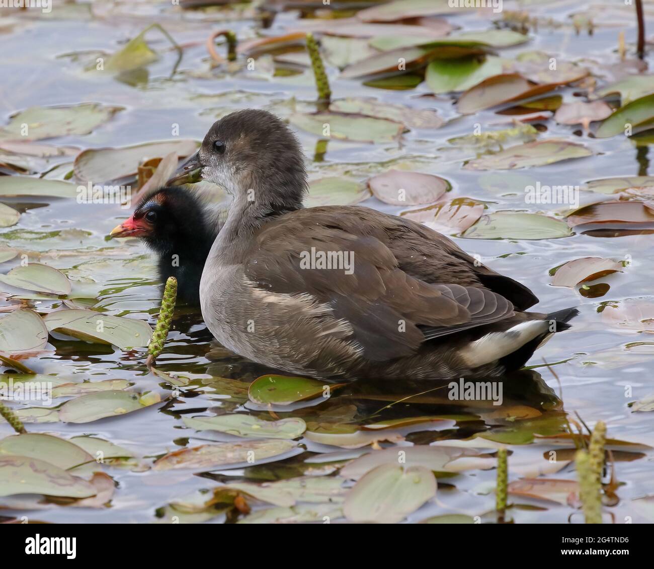 A juvenile Moorhen (Gallinula Chloropus) caring for it's younger ...