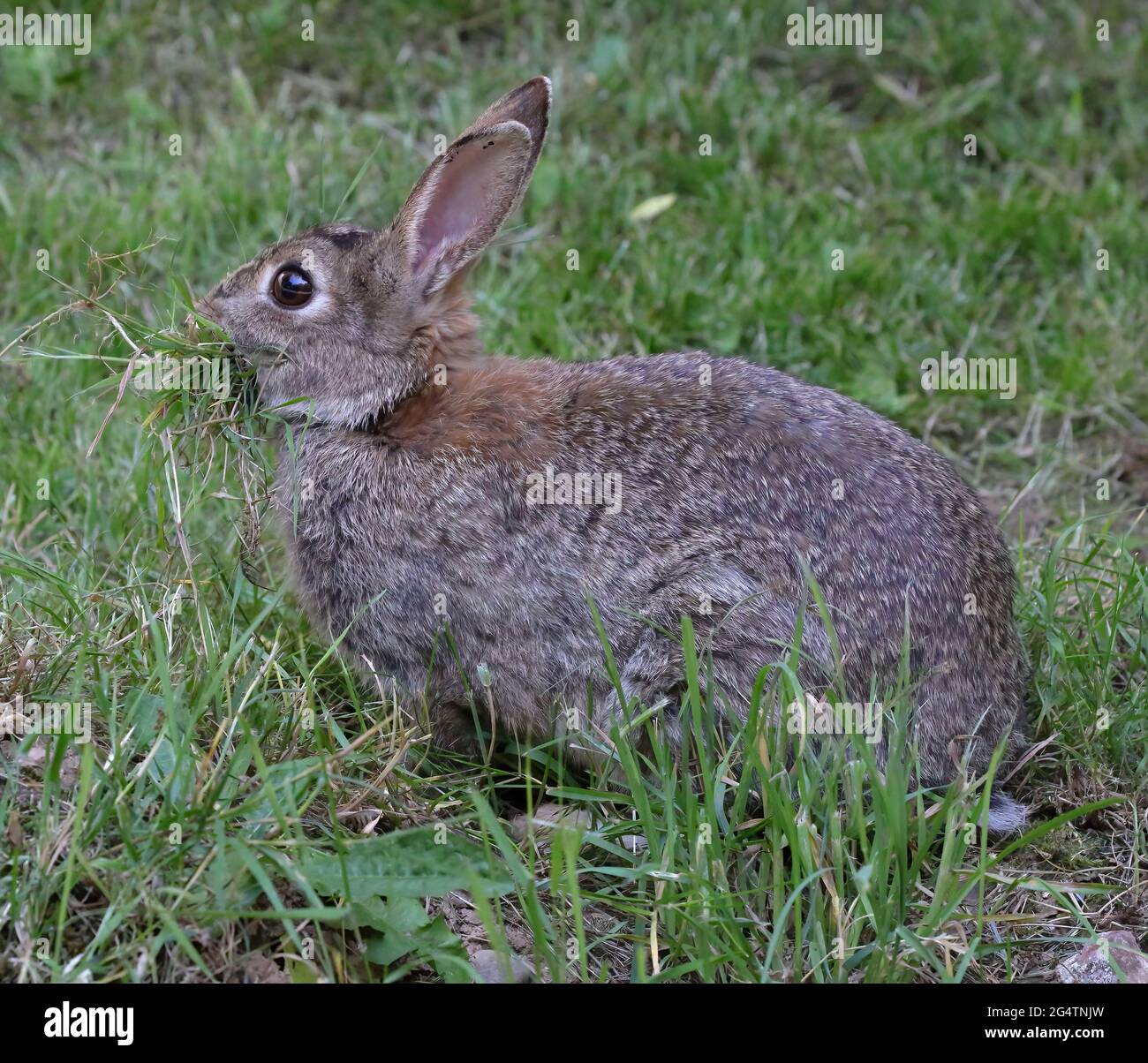 European Rabbit (Oryctolagus Cuniculus Stock Photo - Alamy