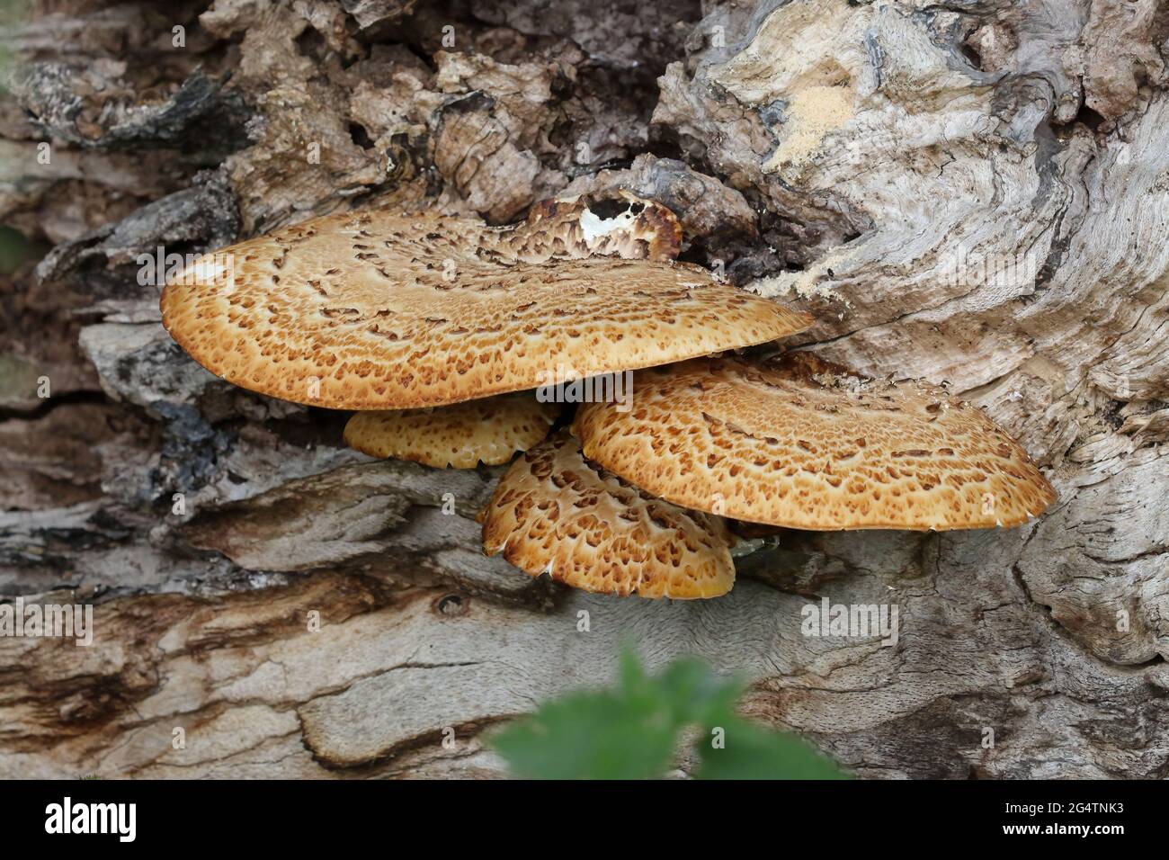 Bracket Fungus (Neolentinus Lepideus Stock Photo - Alamy