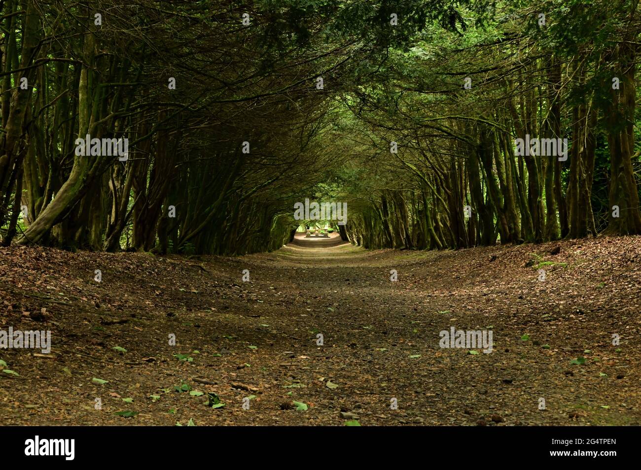 A view along a tree covered lane in the Borders village of Eddleston ...