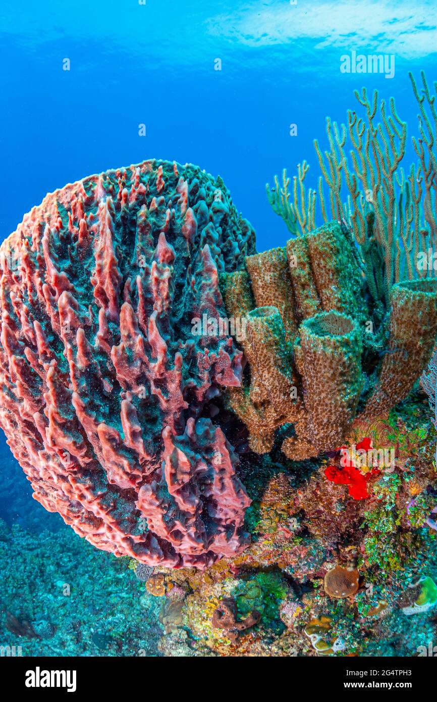 Large barrel sponge on Roatan coral reef in early morning Stock Photo ...