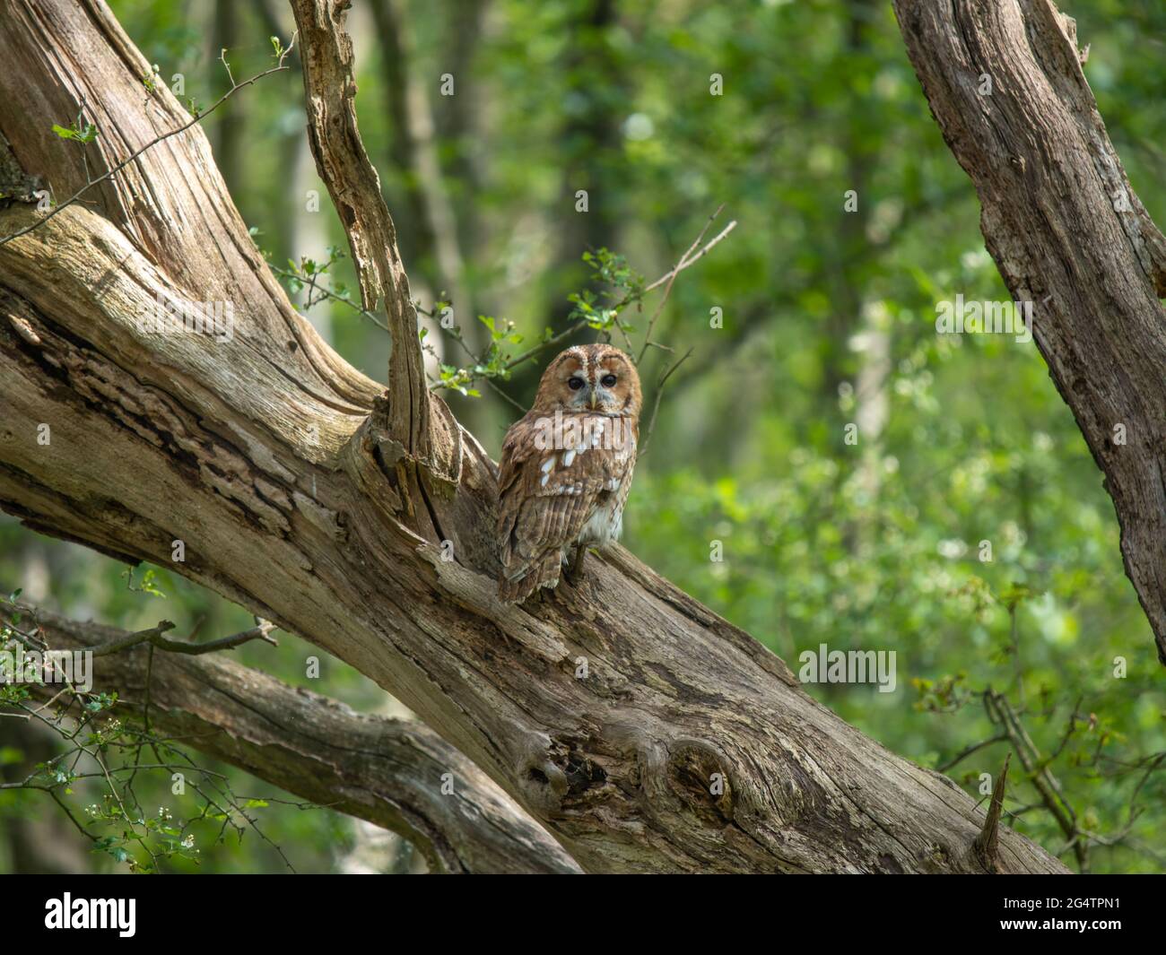 Tawny Owl Perched in a Tree Stock Photo - Alamy