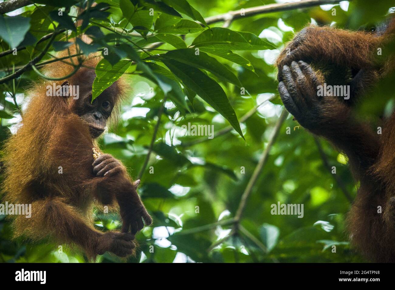 A Sumatran orangutan (Pongo abelii) and baby seen eating durian fruit ...