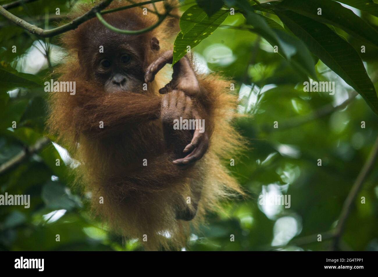 A Sumatran orangutan (Pongo abelii) and baby seen eating durian fruit ...