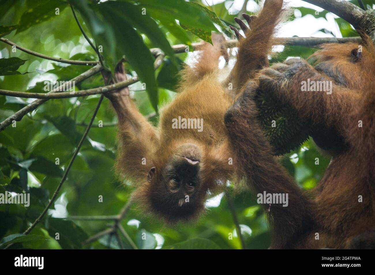 A Sumatran orangutan (Pongo abelii) and baby seen eating durian fruit ...