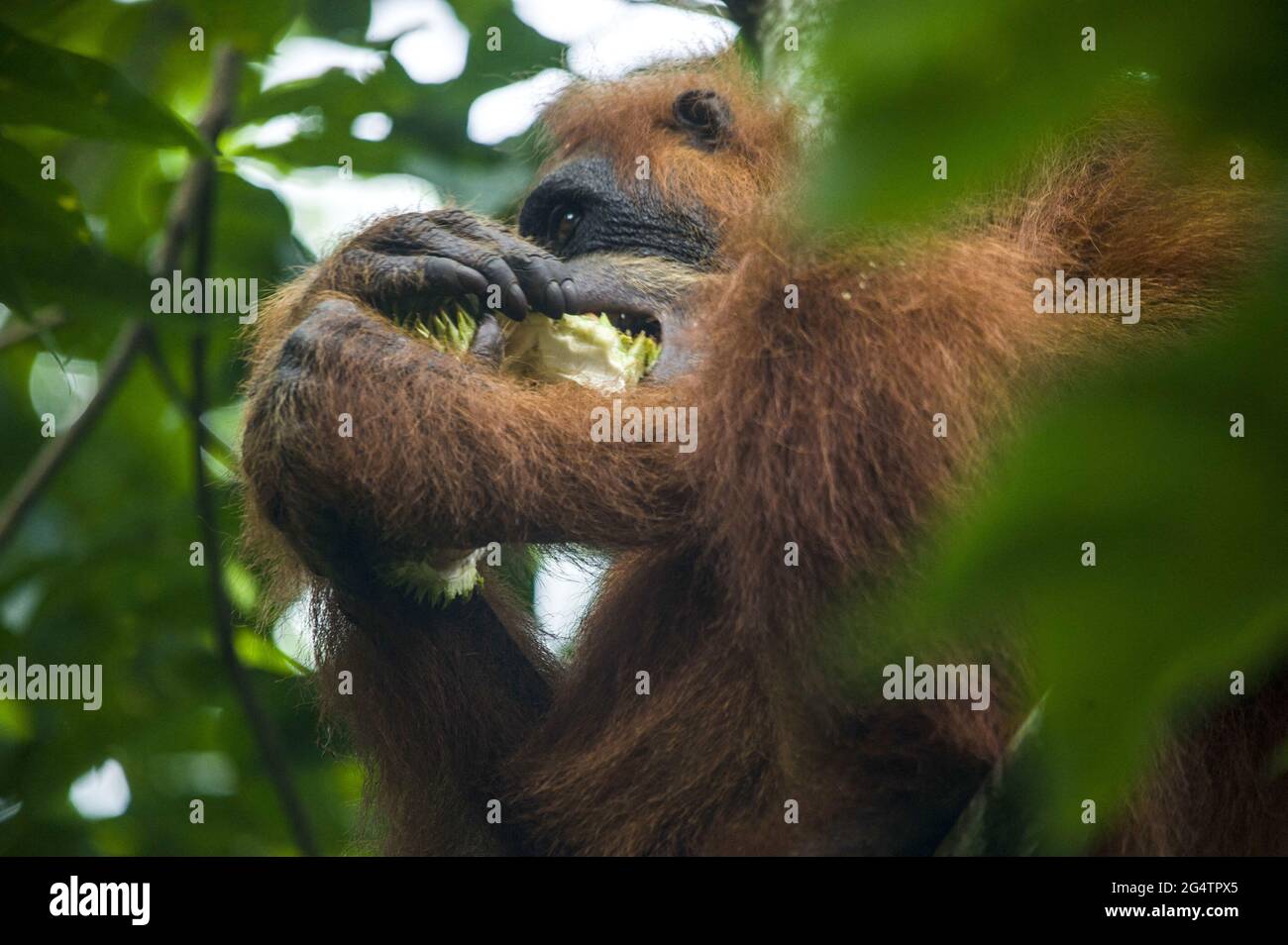 A Sumatran orangutan (Pongo abelii) and baby seen eating durian fruit ...