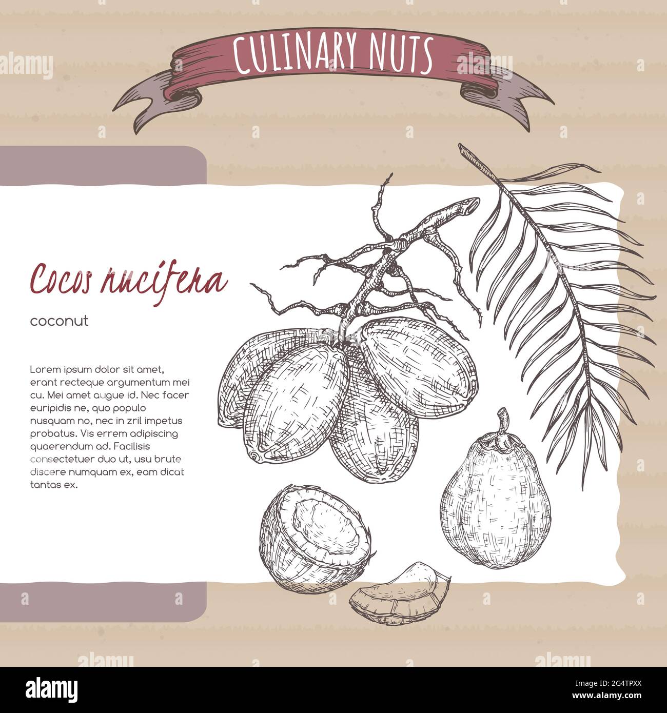 Coconut tree cocos nucifera Stock Vector Images - Alamy