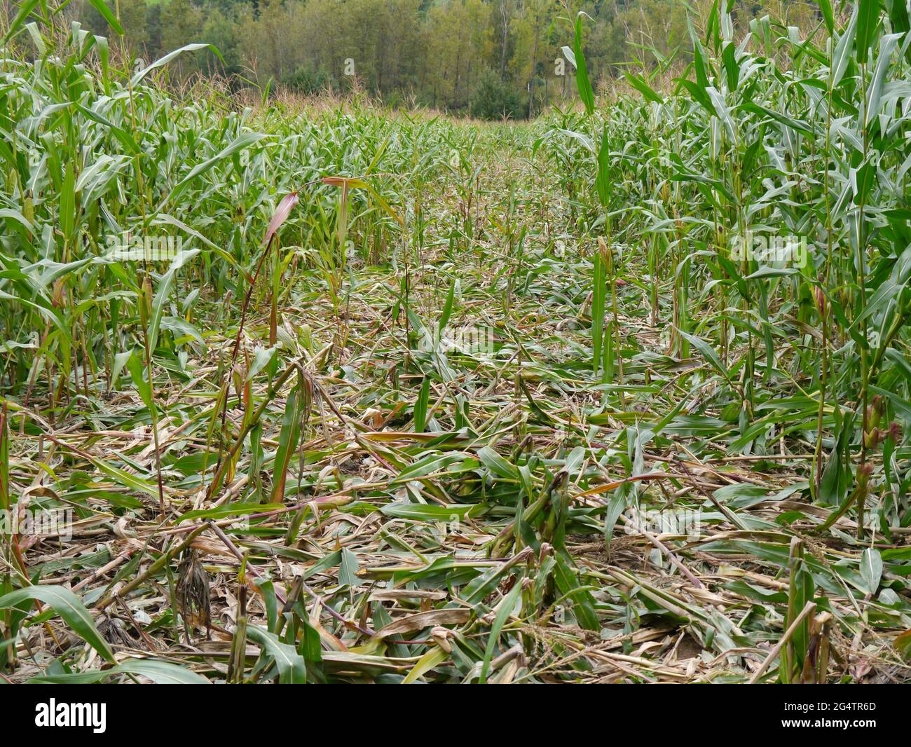 trampled maize field by wild boar Stock Photo - Alamy