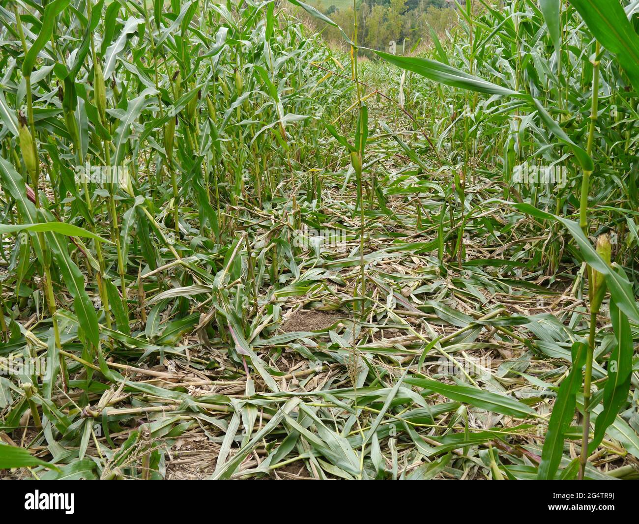 Maize plant damage hi-res stock photography and images - Alamy