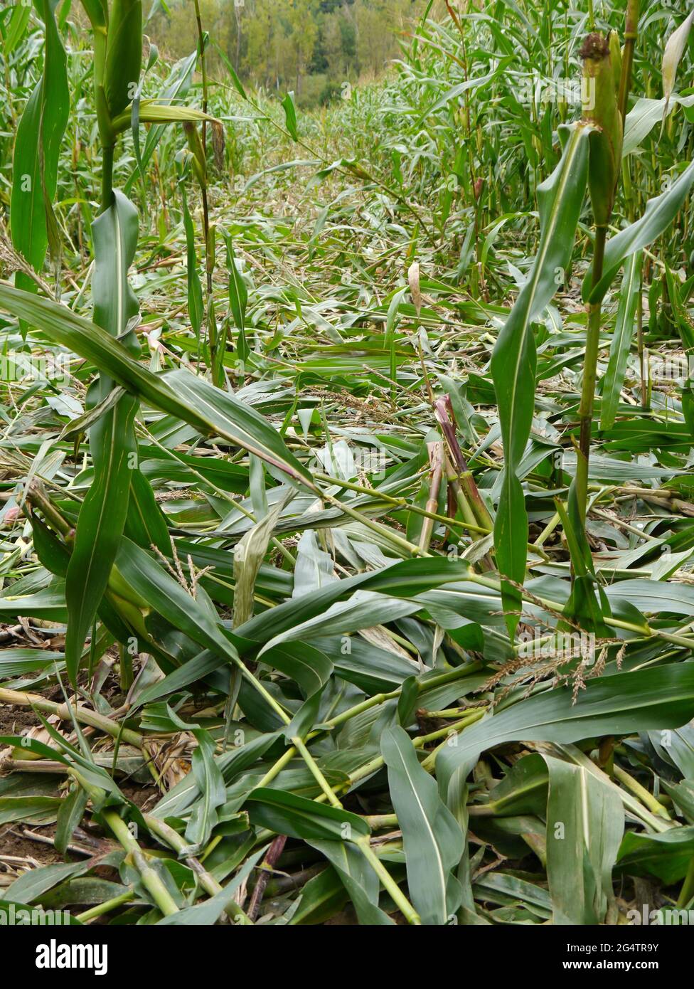 trampled maize field by wild boar Stock Photo - Alamy