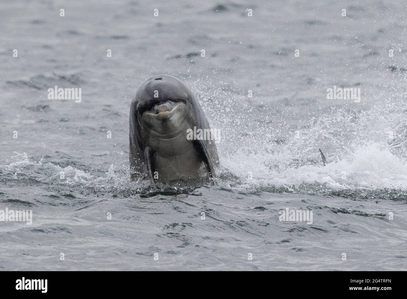 Bottlenose Dolphins at Chanonry Point, Scottish Highlands Stock Photo ...